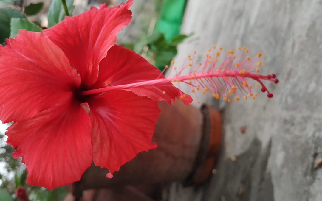 Perineal Plants Archives - Gardening Through My Lens