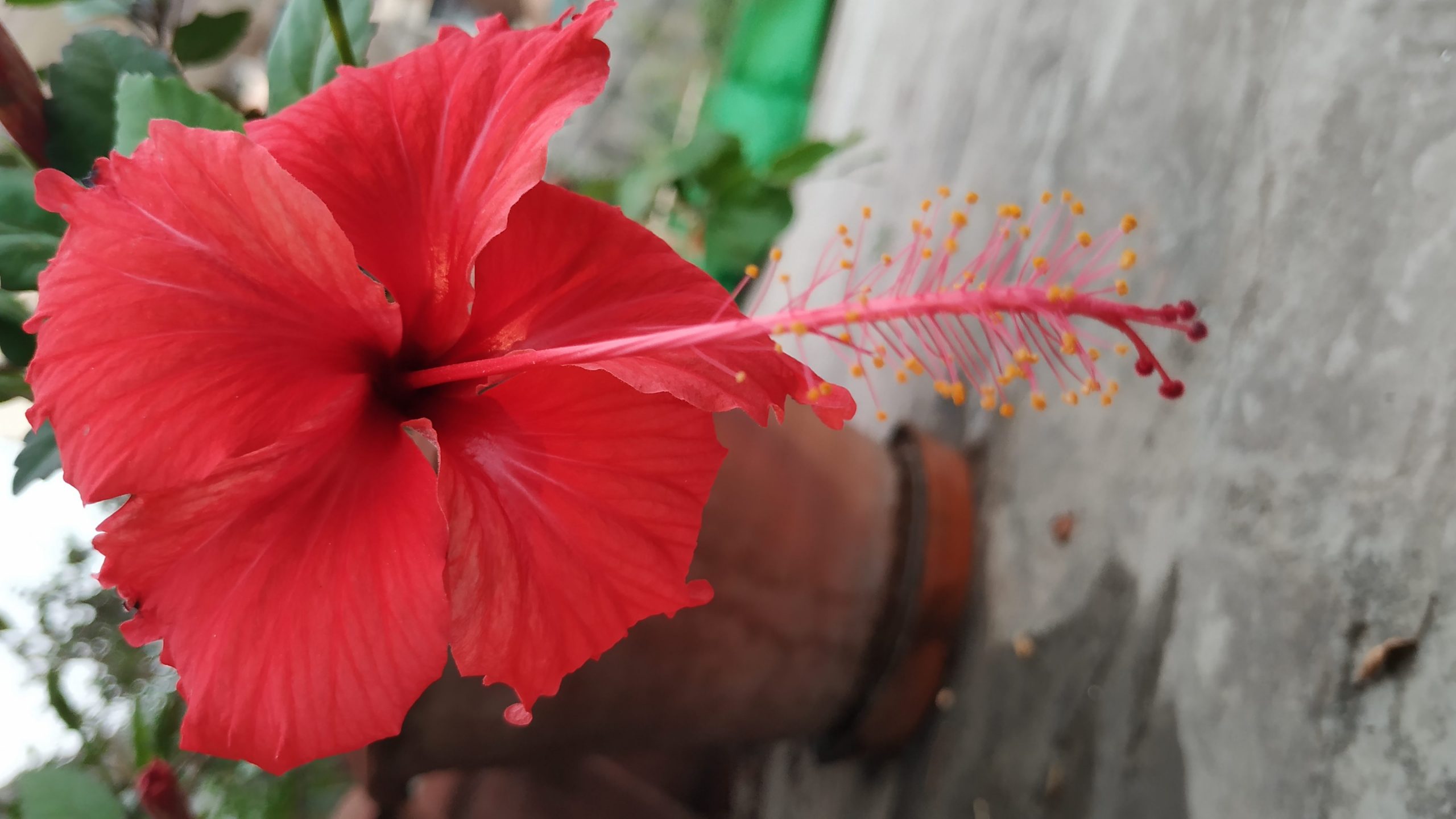 First Gardening Venture - Gardening Through My Lens - Balcony Gardening