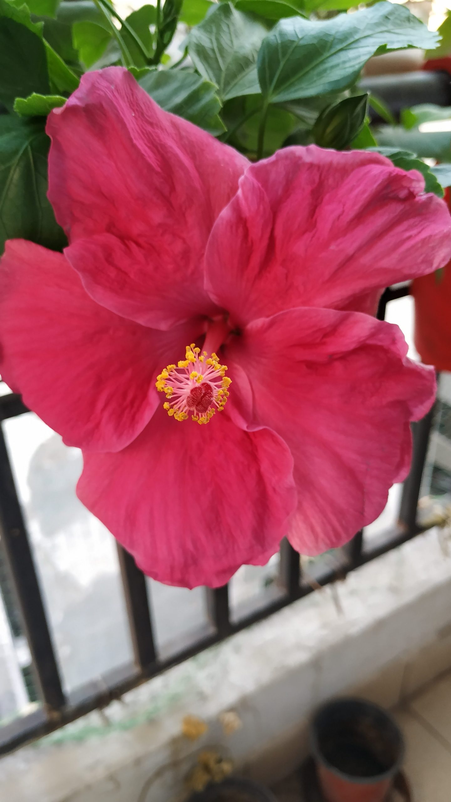 Perineal Plants Archives - Gardening Through My Lens